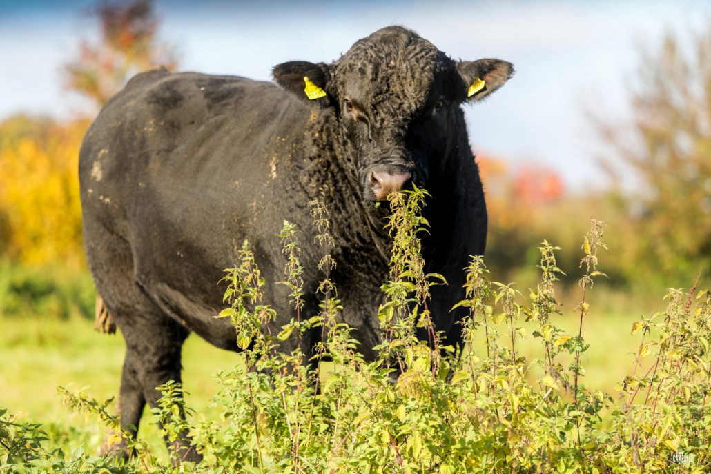 Bullen – Familie Delle